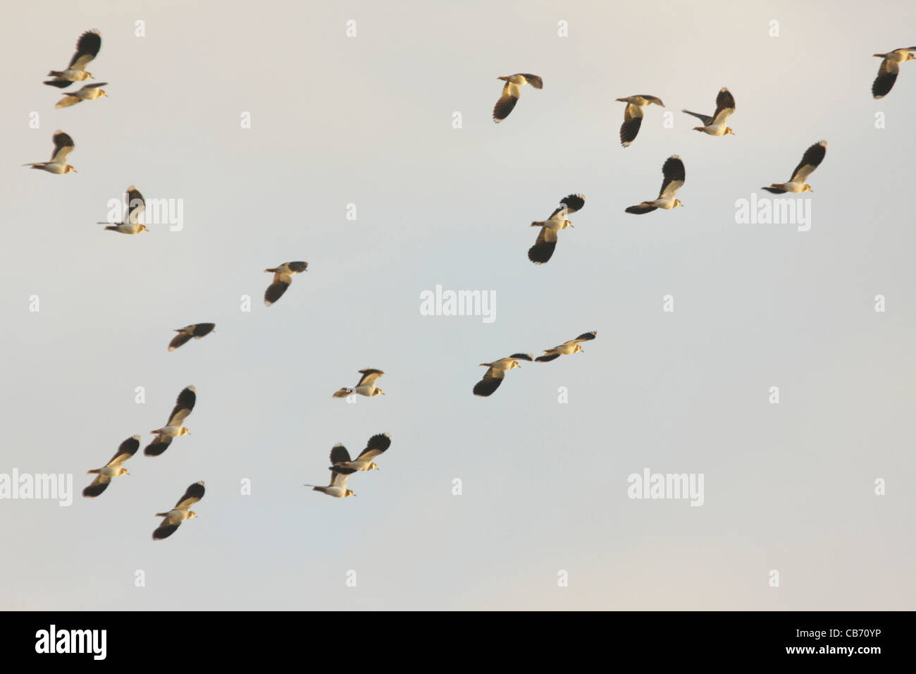 Flying lapwing hi-res stock photography and images - Alamy