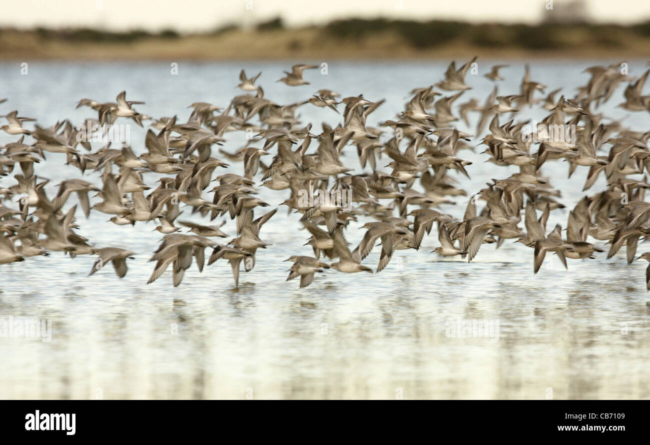 Dunlin and knot hi-res stock photography and images - Alamy