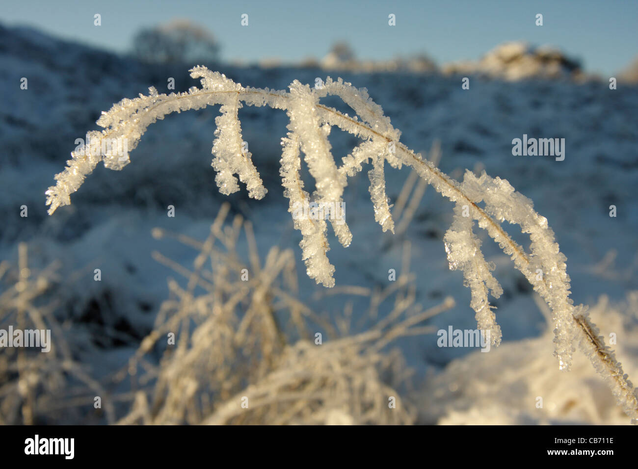 hoare frost on grass Scotland UK Stock Photo - Alamy