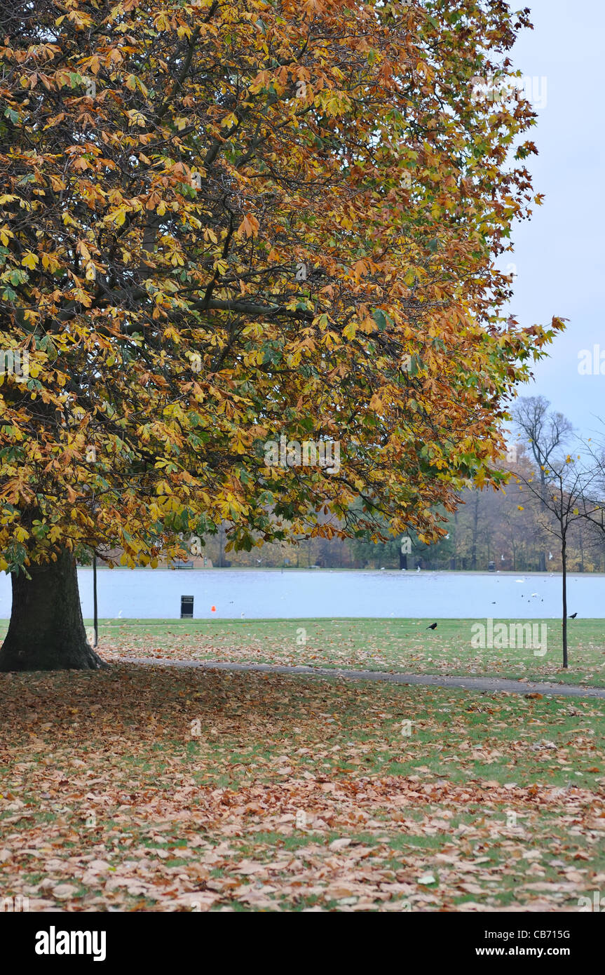 Beautiful trees london hi-res stock photography and images - Alamy