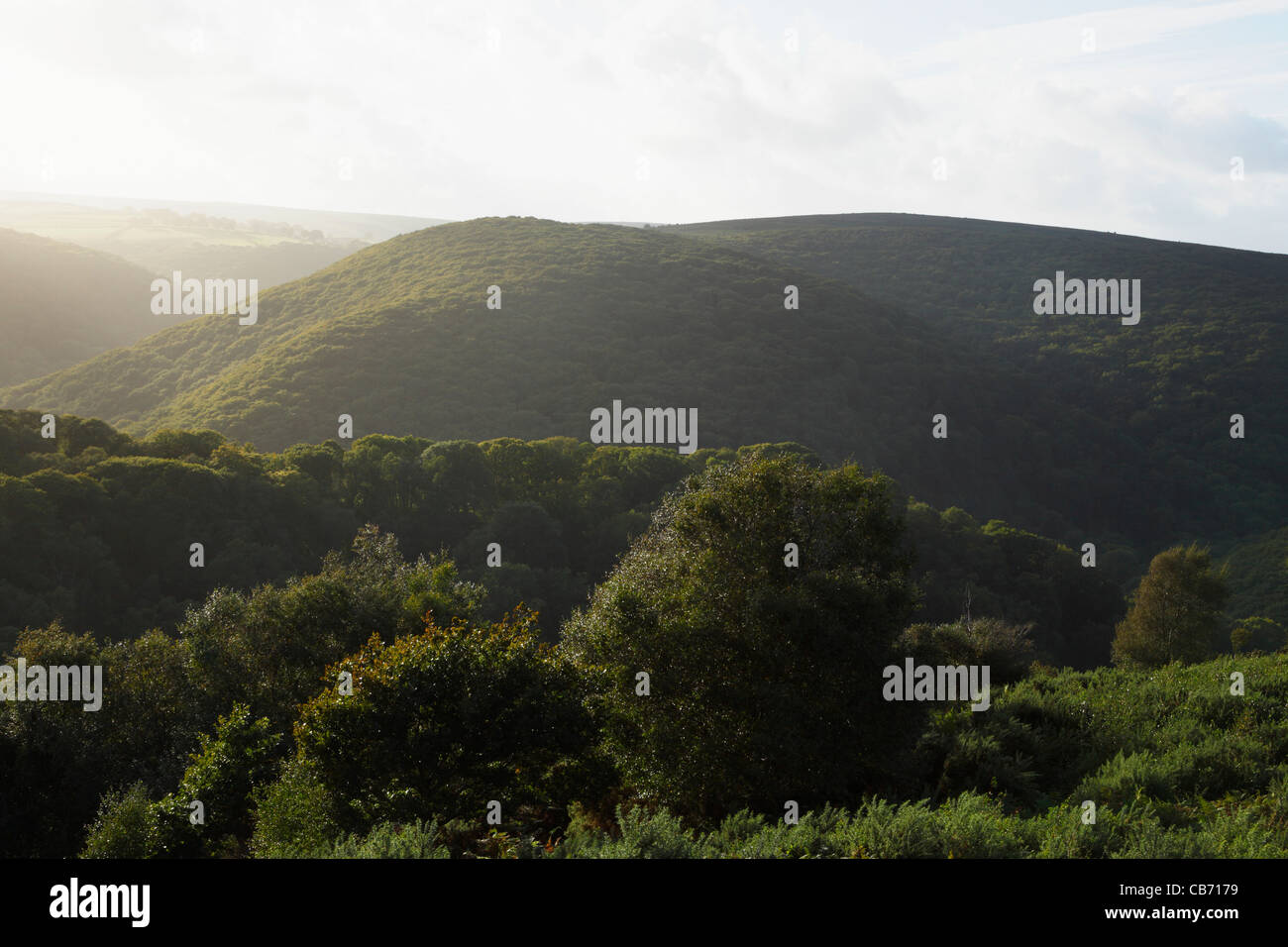 Horner Wood. Exmoor National Park. Somerset. England. UK Stock Photo ...