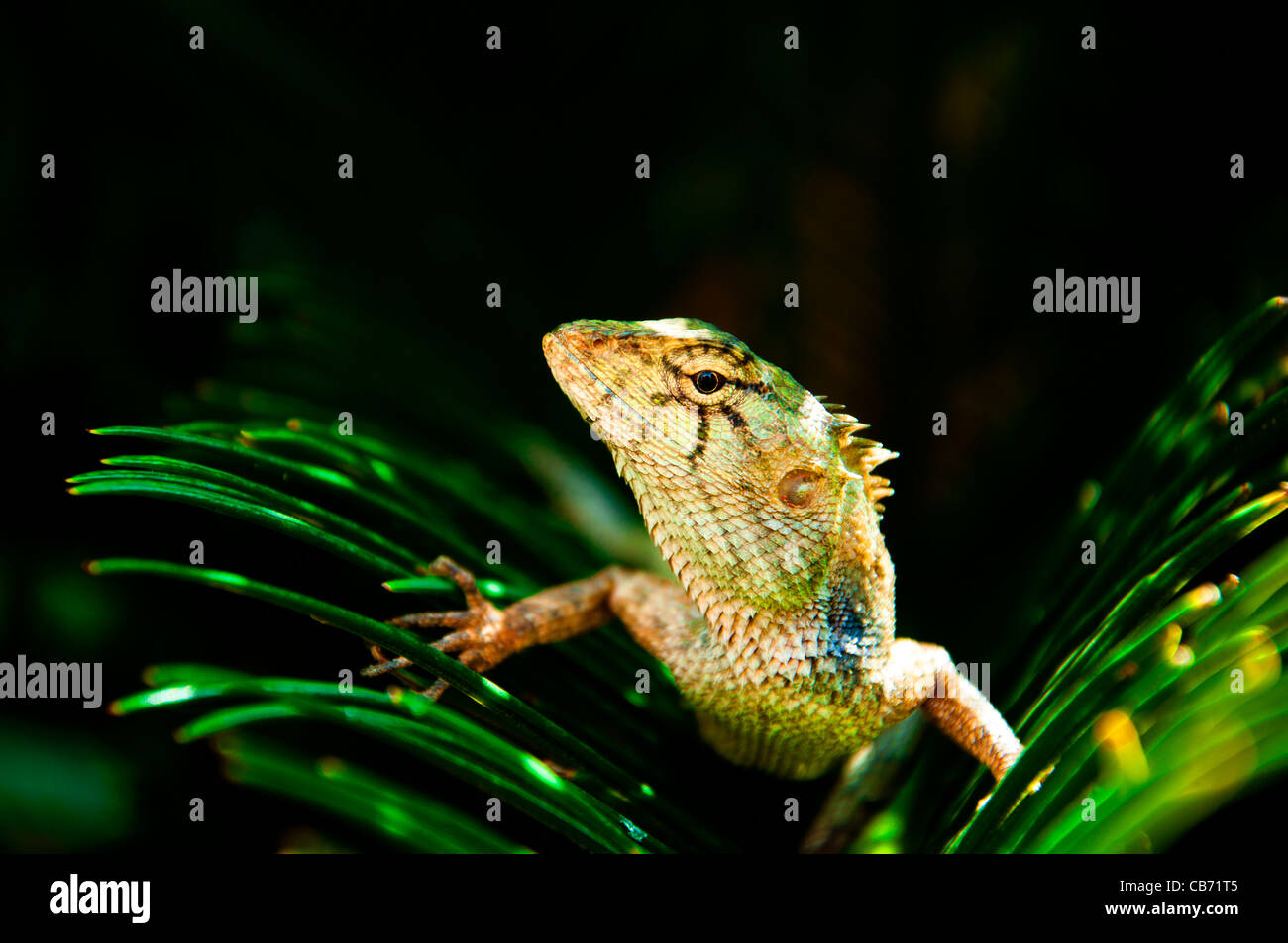 Common garden lizard Stock Photo - Alamy
