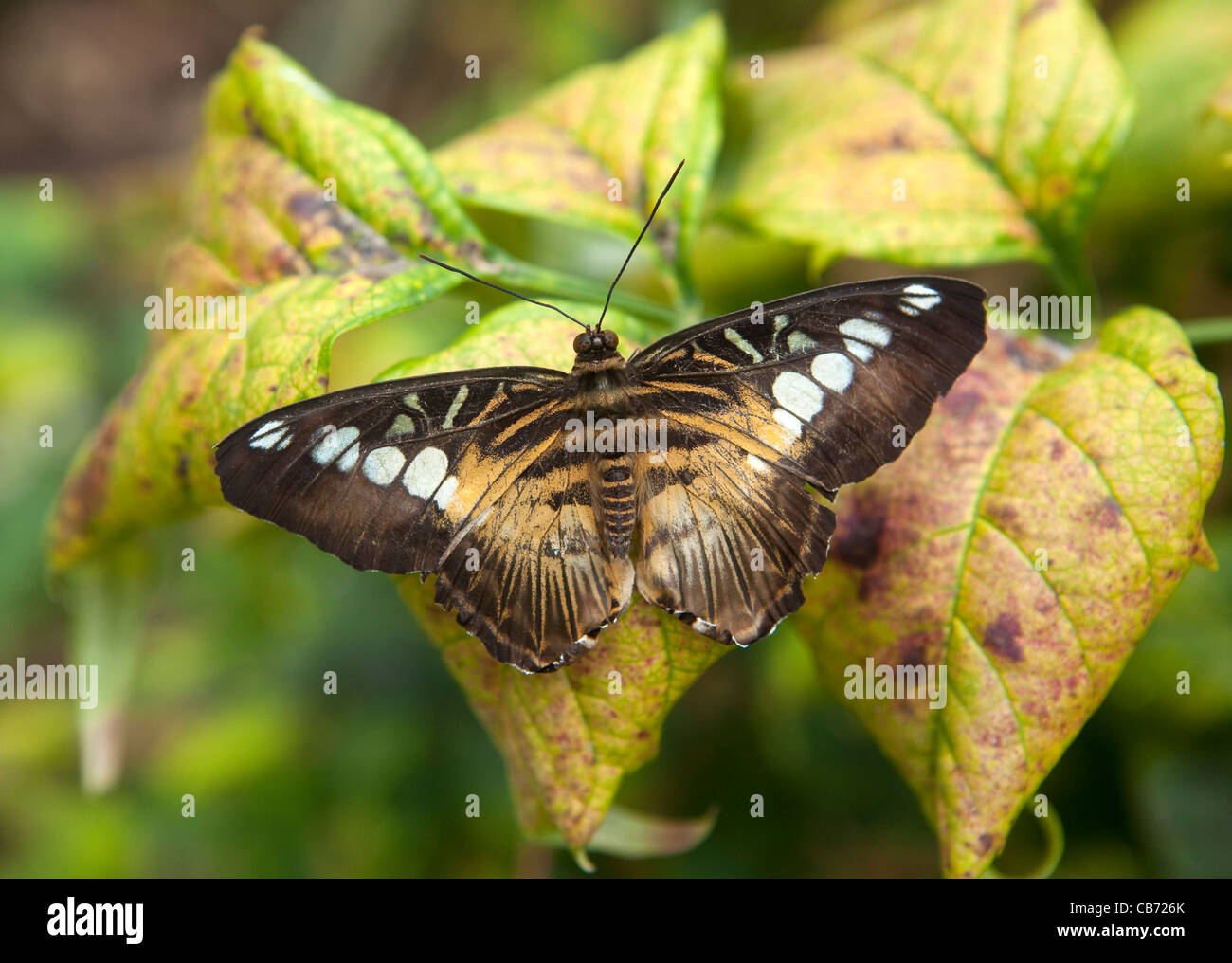 Butterfly flying wings hi-res stock photography and images - Alamy
