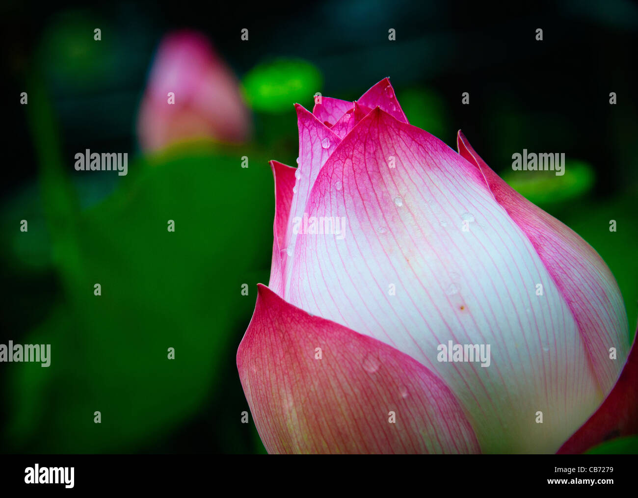 Under a leaf hi-res stock photography and images - Alamy