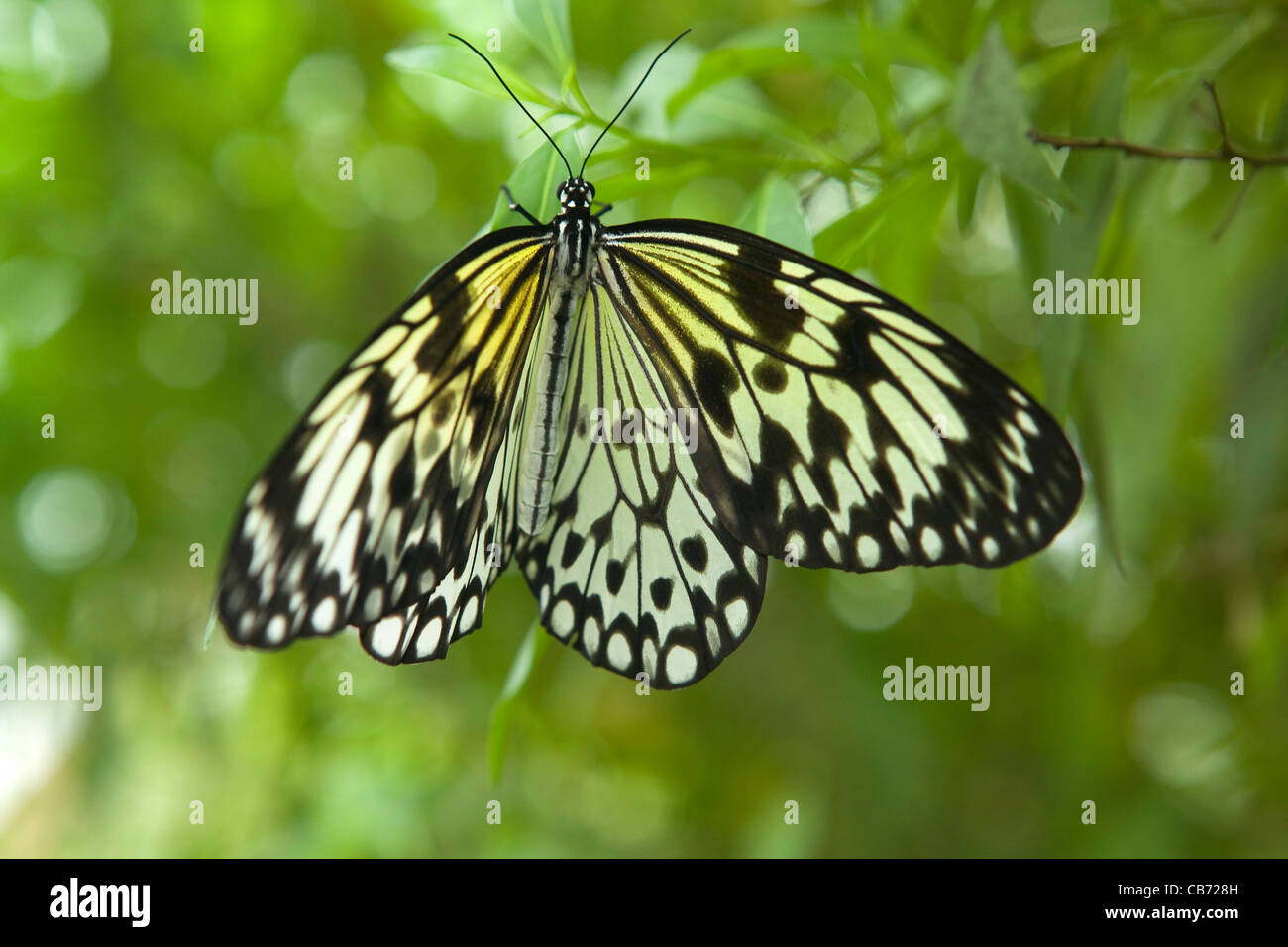 Butterfly butterfly butterfly nature hi-res stock photography and images - Alamy