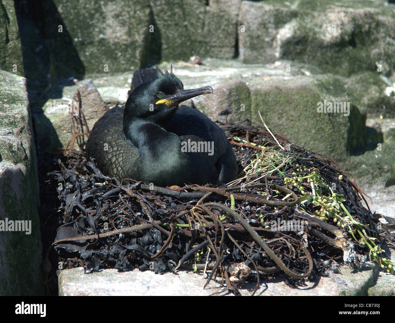 Shag On Nest High Resolution Stock Photography and Images - Alamy