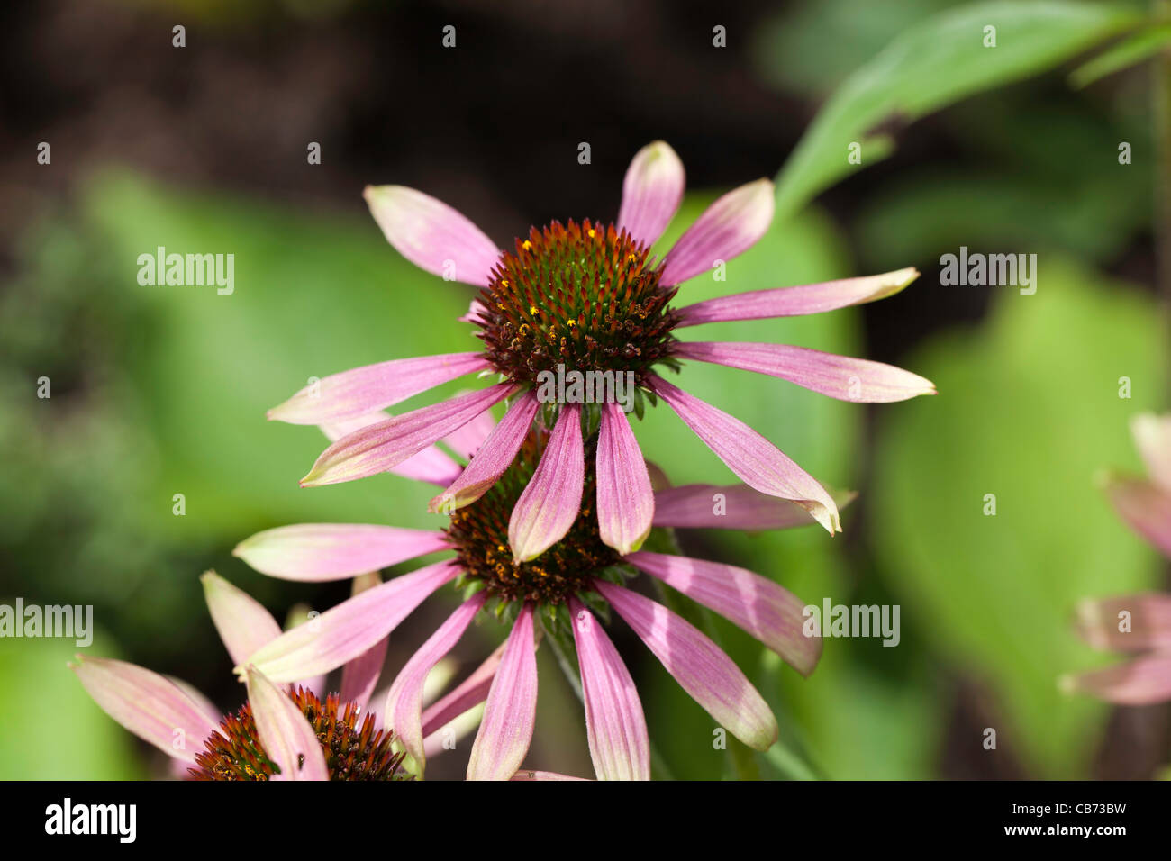 Green Envy (Echinacea purpurea Stock Photo - Alamy