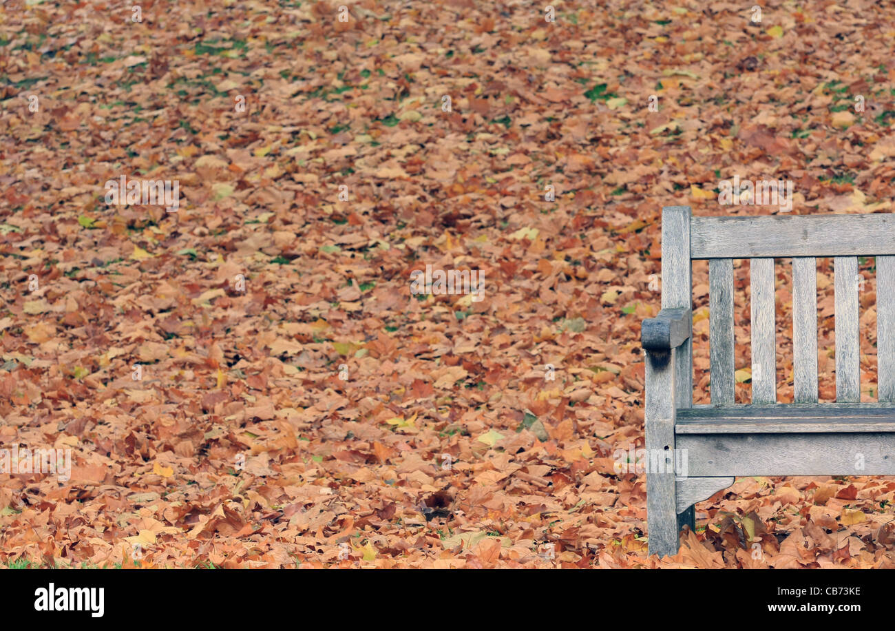 part of an empty wooden bench amongst fallen leaves in a park on a dull ...