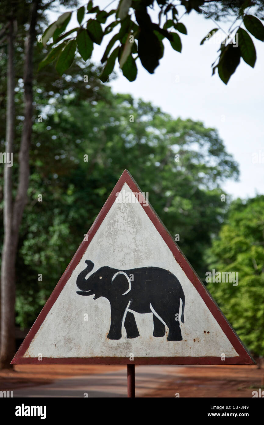 Elephant Crossing The High Resolution Stock Photography and Images - Alamy