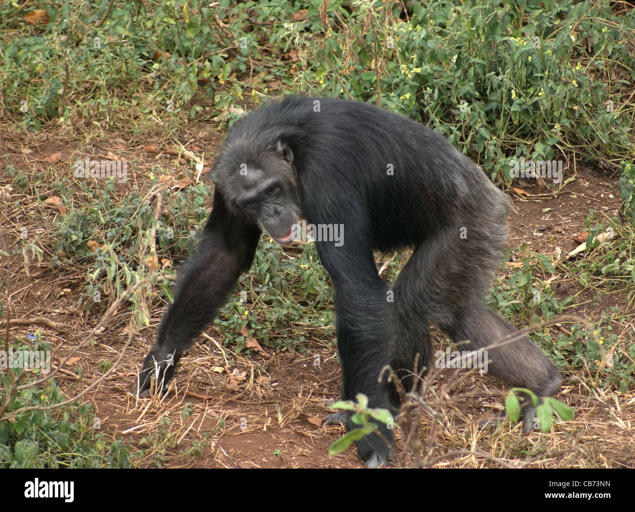 Outdoor shot in Uganda (Africa) showing a chimpanzee walking on the ...