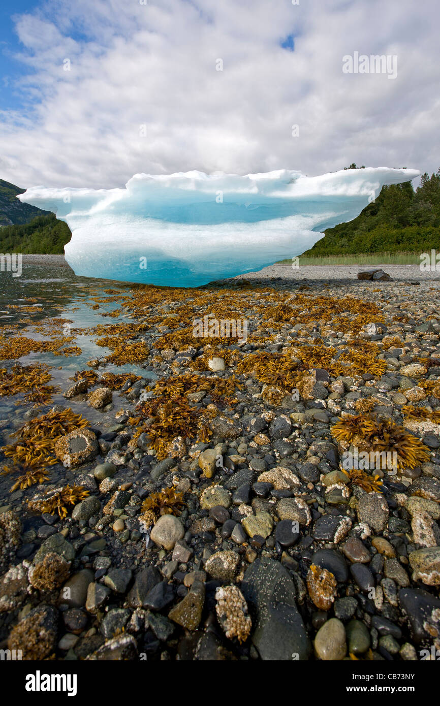 Iceberg trapped on shore at low tide. Muir Inlet. Glacier Bay National ...