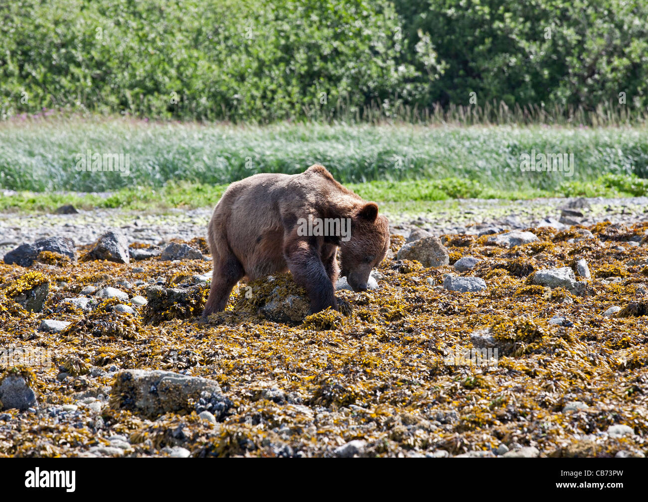 Brown bear eating sea shells. Glacier Bay National Park. Alaska. USA ...