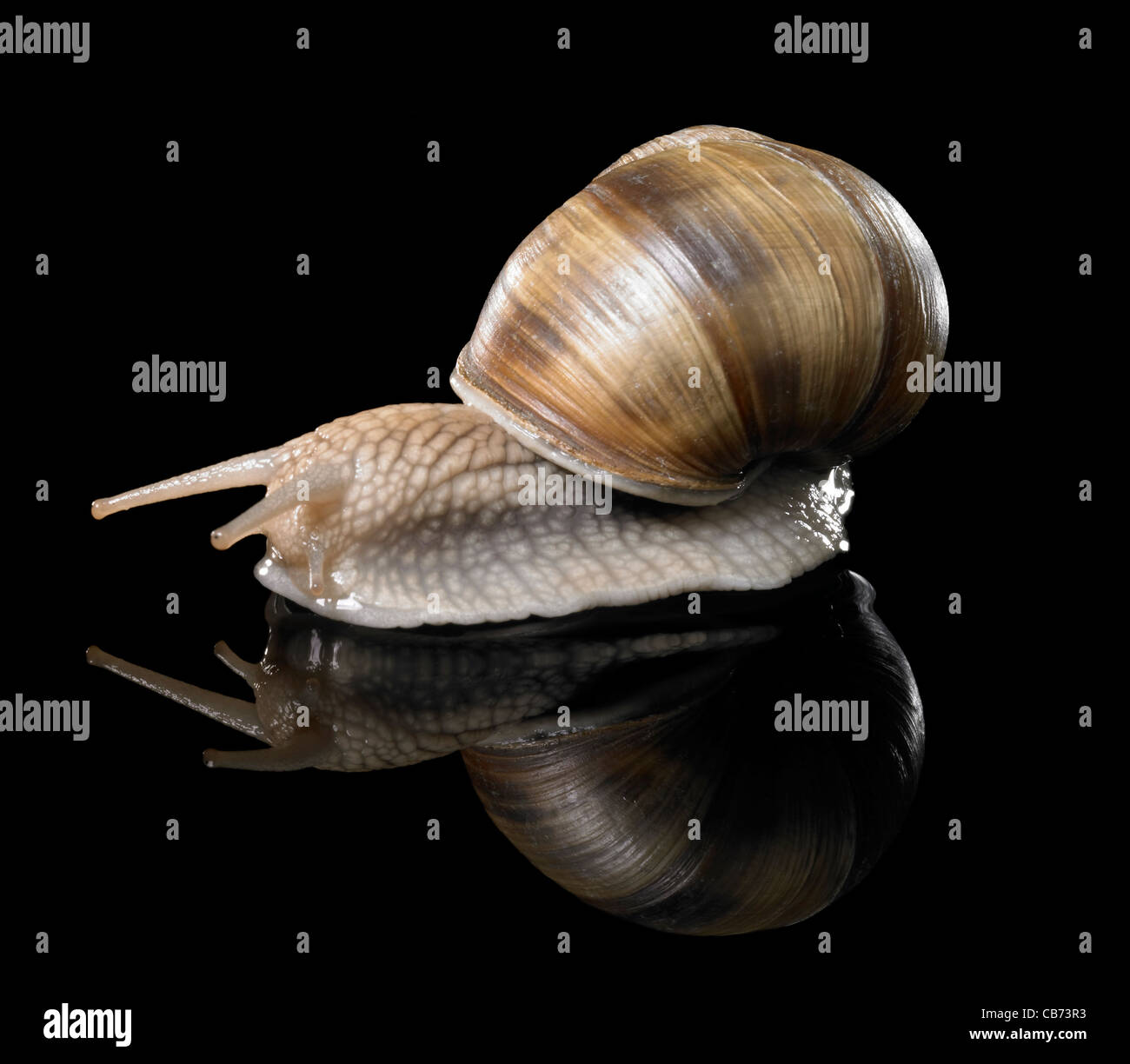 studio photography of a Grapevine snail creeping in black reflective ...