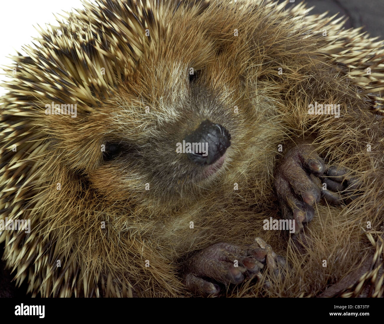 portrait of a rolled-up young hedgehog. Studio photography in white ...