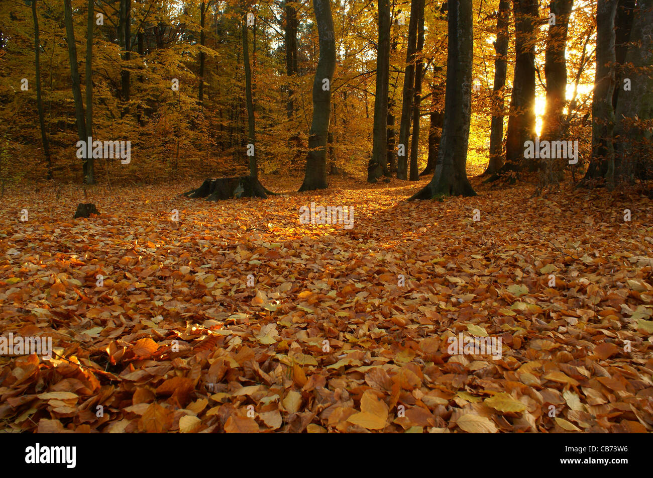 Beech tree in forest at sunset hi-res stock photography and images - Alamy
