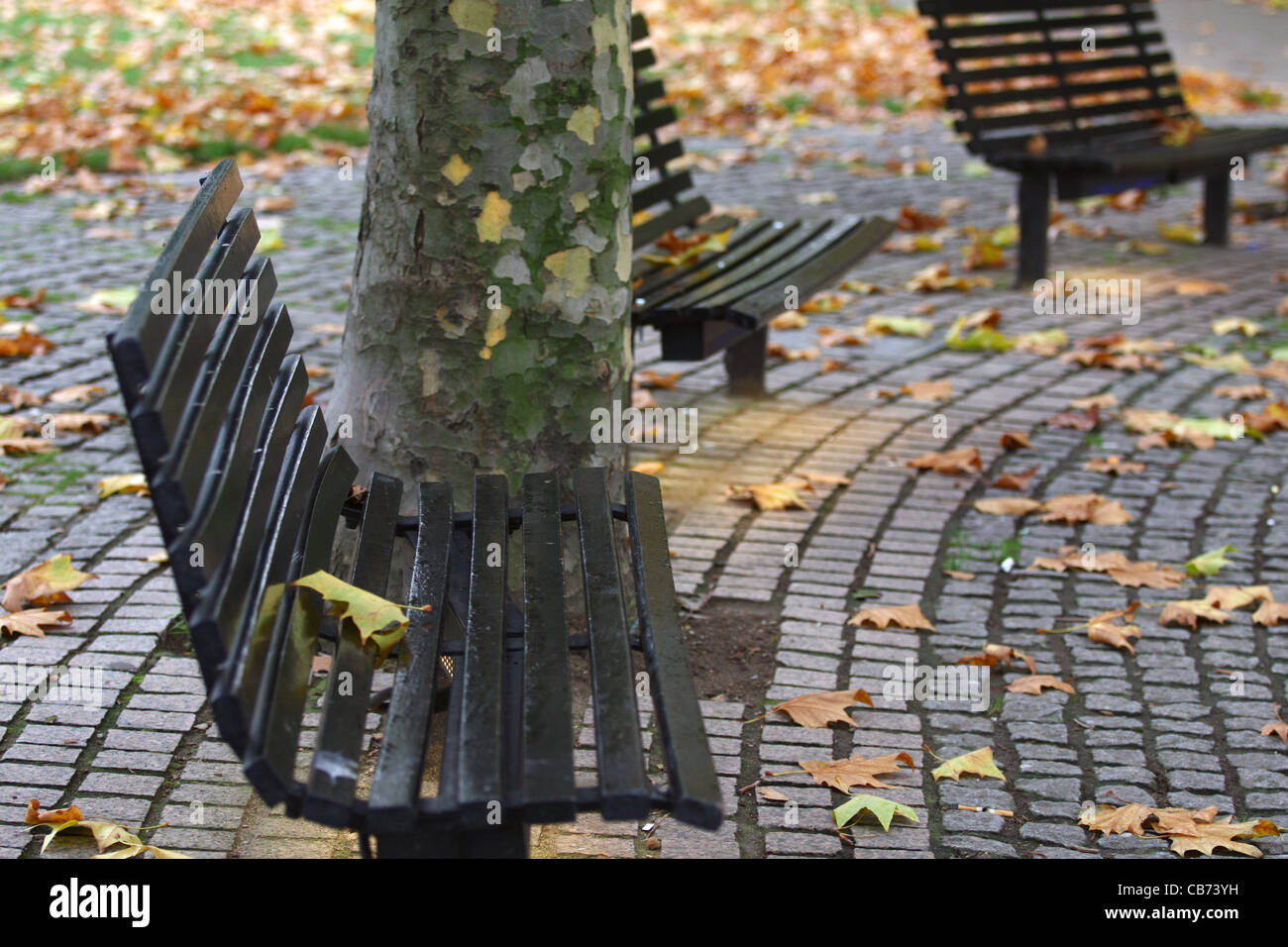 wooden benches and tree trunks amongst fallen leaves on a brick path ...