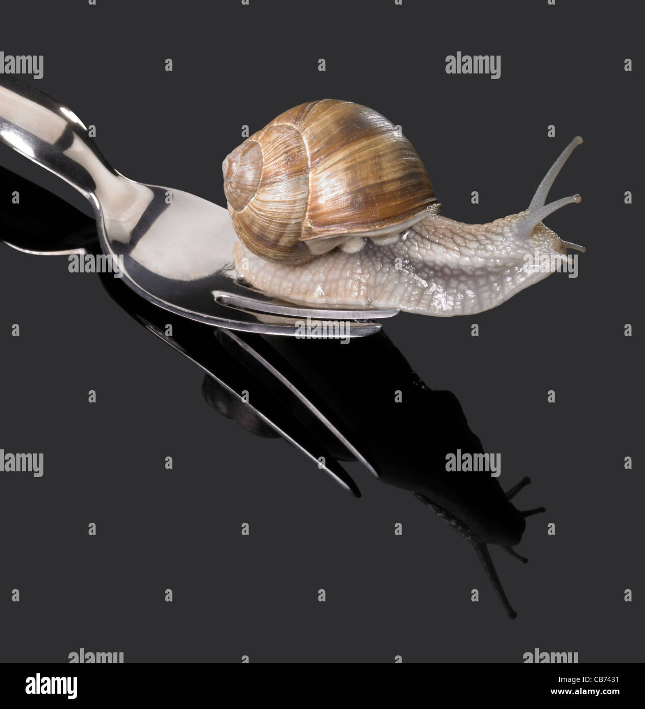 studio photography of a Grapevine snail creeping on a fork in dark ...