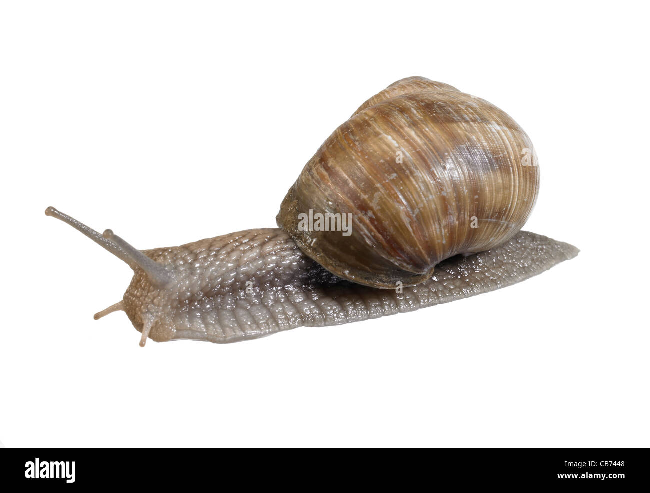 studio photography of a grapevine snail seen from behind in white back ...