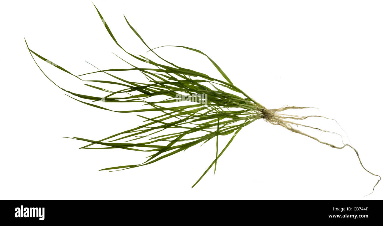 Root hair in plants Cut Out Stock Images & Pictures - Alamy