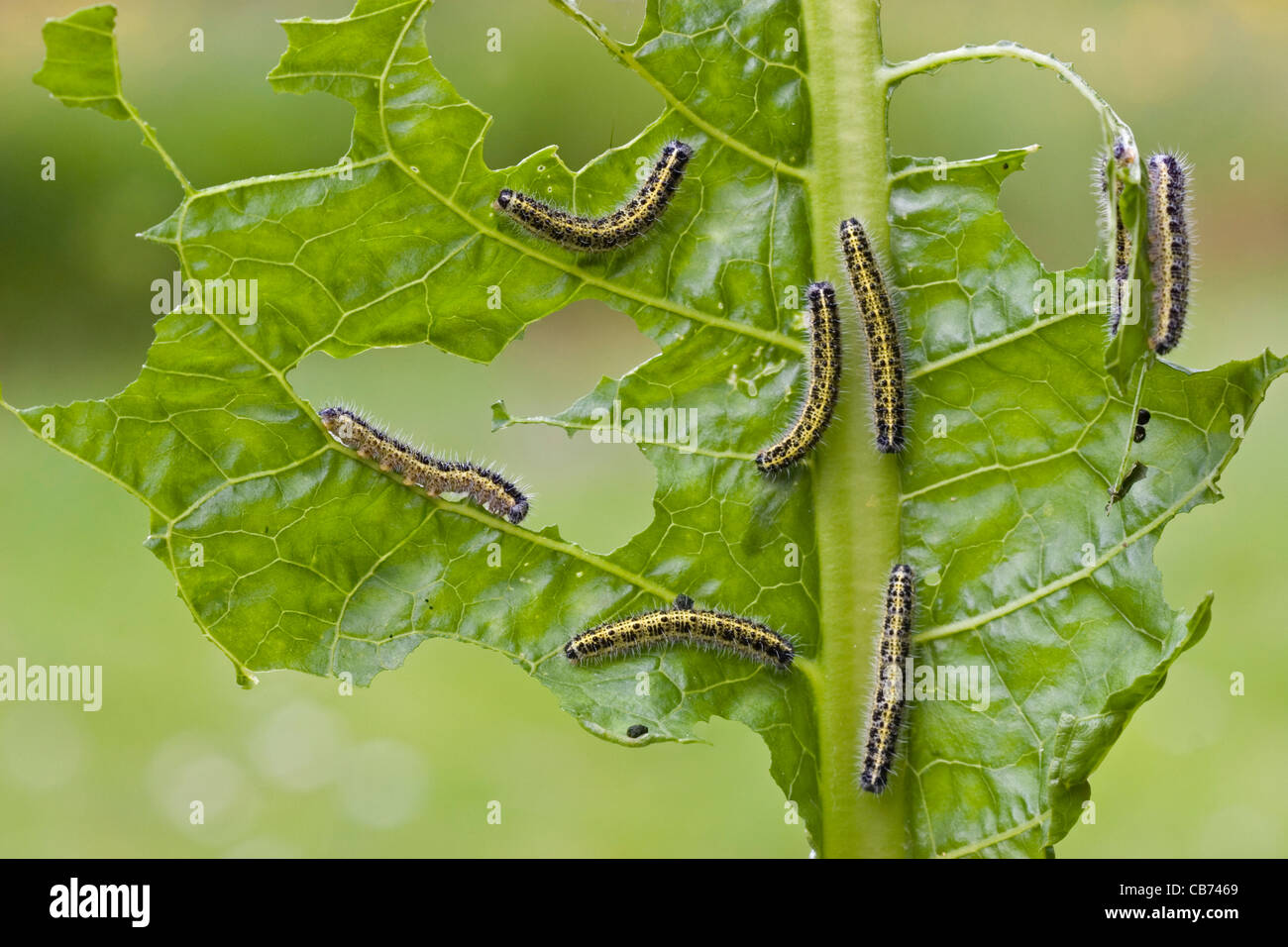 Caterpillar from Large white butterfly (Pieris brassicae Stock Photo ...