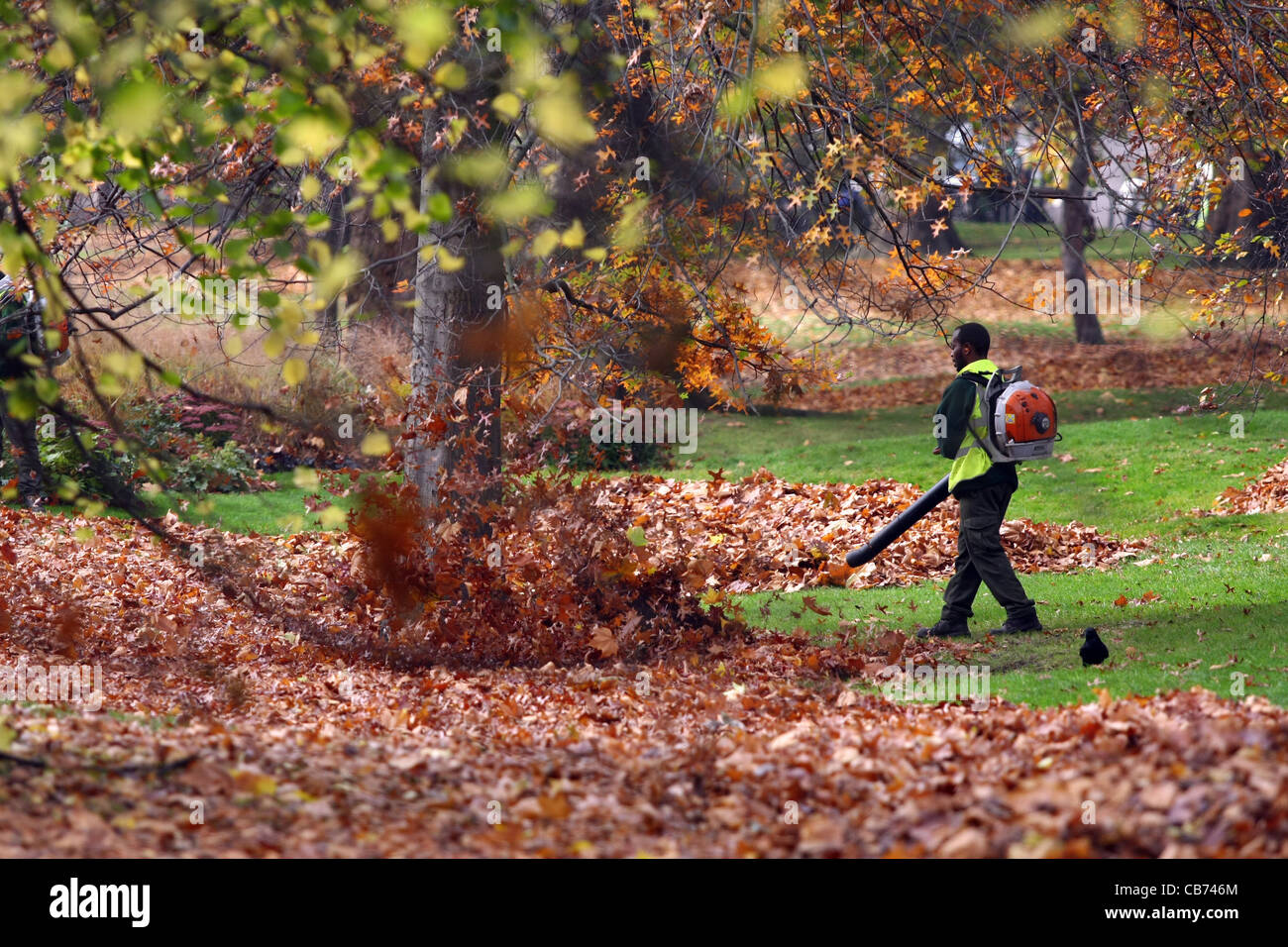 A gardener in St James's Park, London clearing leaves with a backpack ...