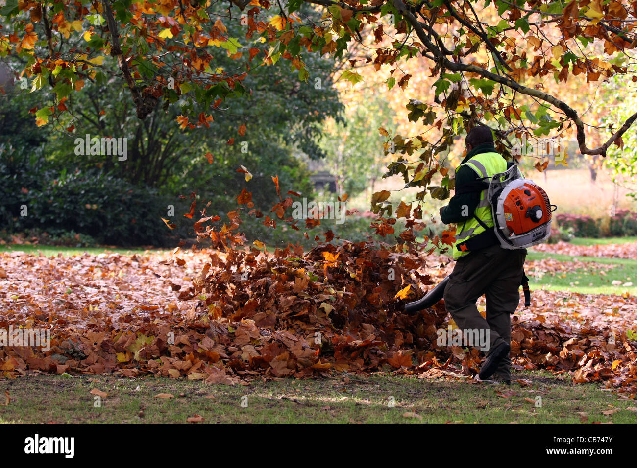 A gardener in St James's Park, London clearing leaves with a backpack ...