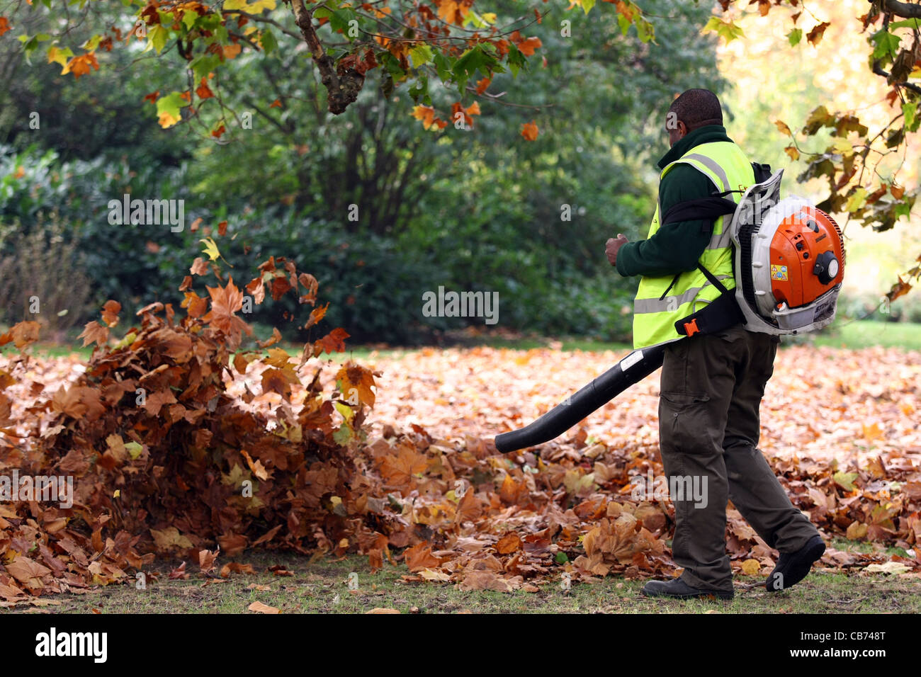 A gardener in St James's Park, London clearing leaves with a backpack ...