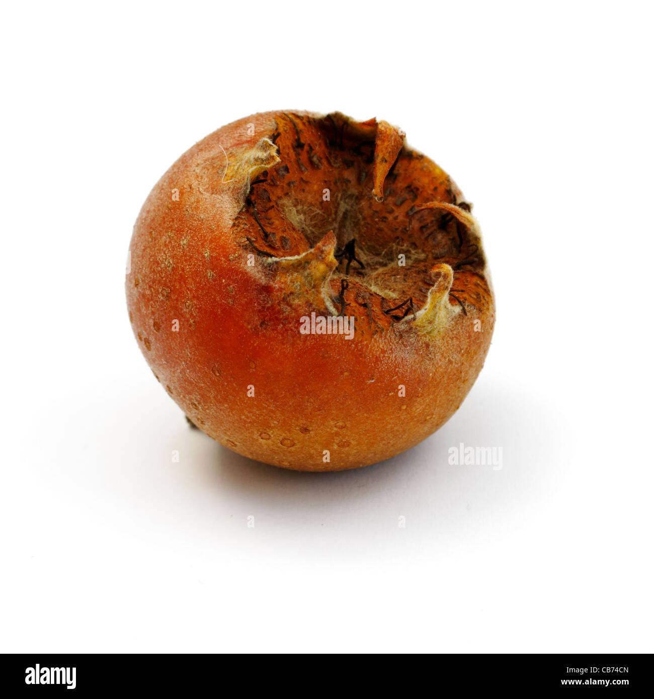 Medlar fruit tree Cut Out Stock Images & Pictures - Alamy