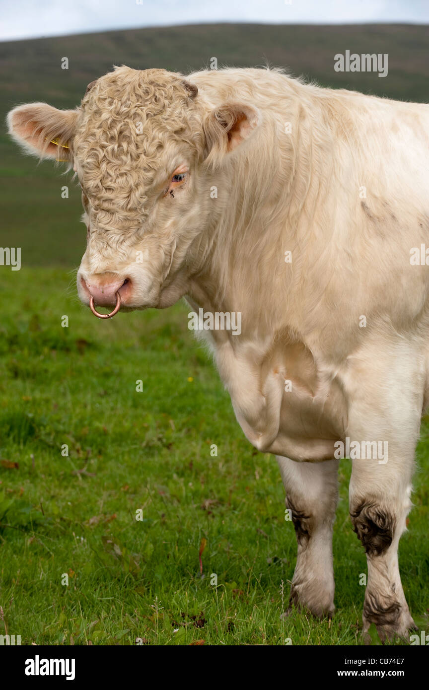 Shorthorn Cattle Stock Photos & Shorthorn Cattle Stock Images - Alamy