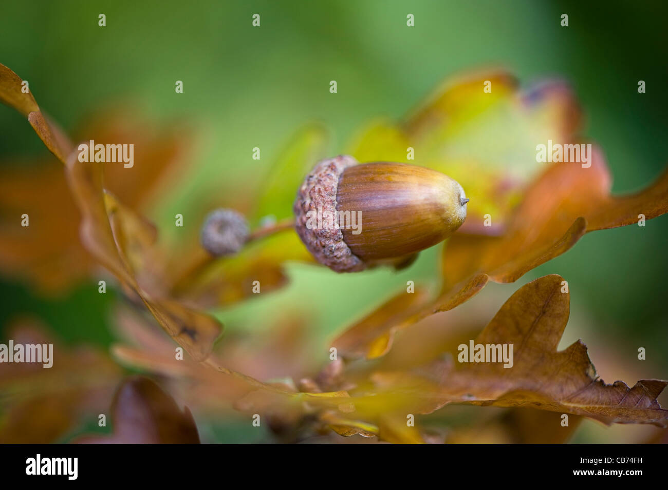 Close-up image of an Acorn or Oak Nut, a nut of the Oak tree - Quercus ...