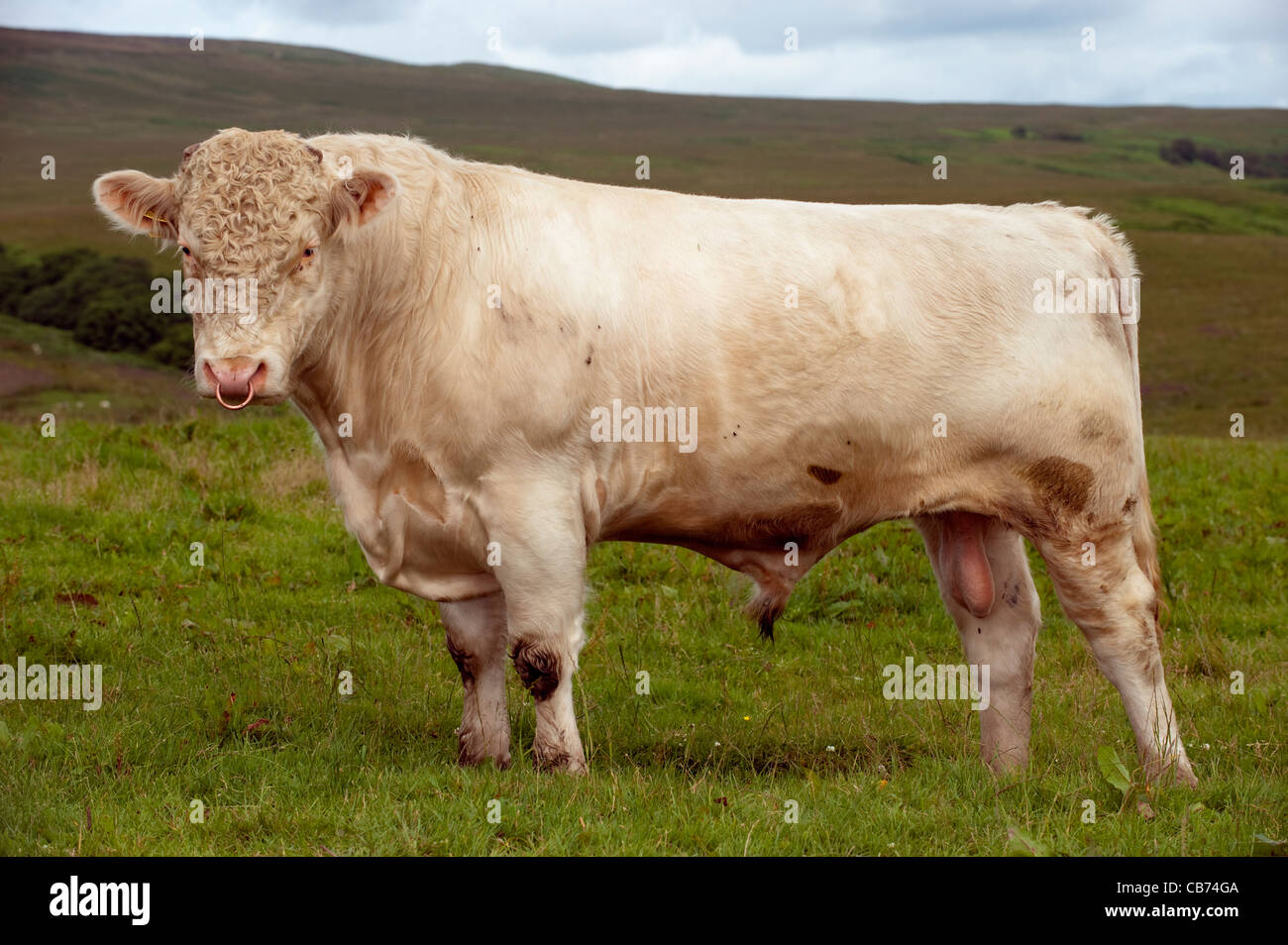 Young Whitebred Shorthorn bulls, a traditional native breed, now on the ...