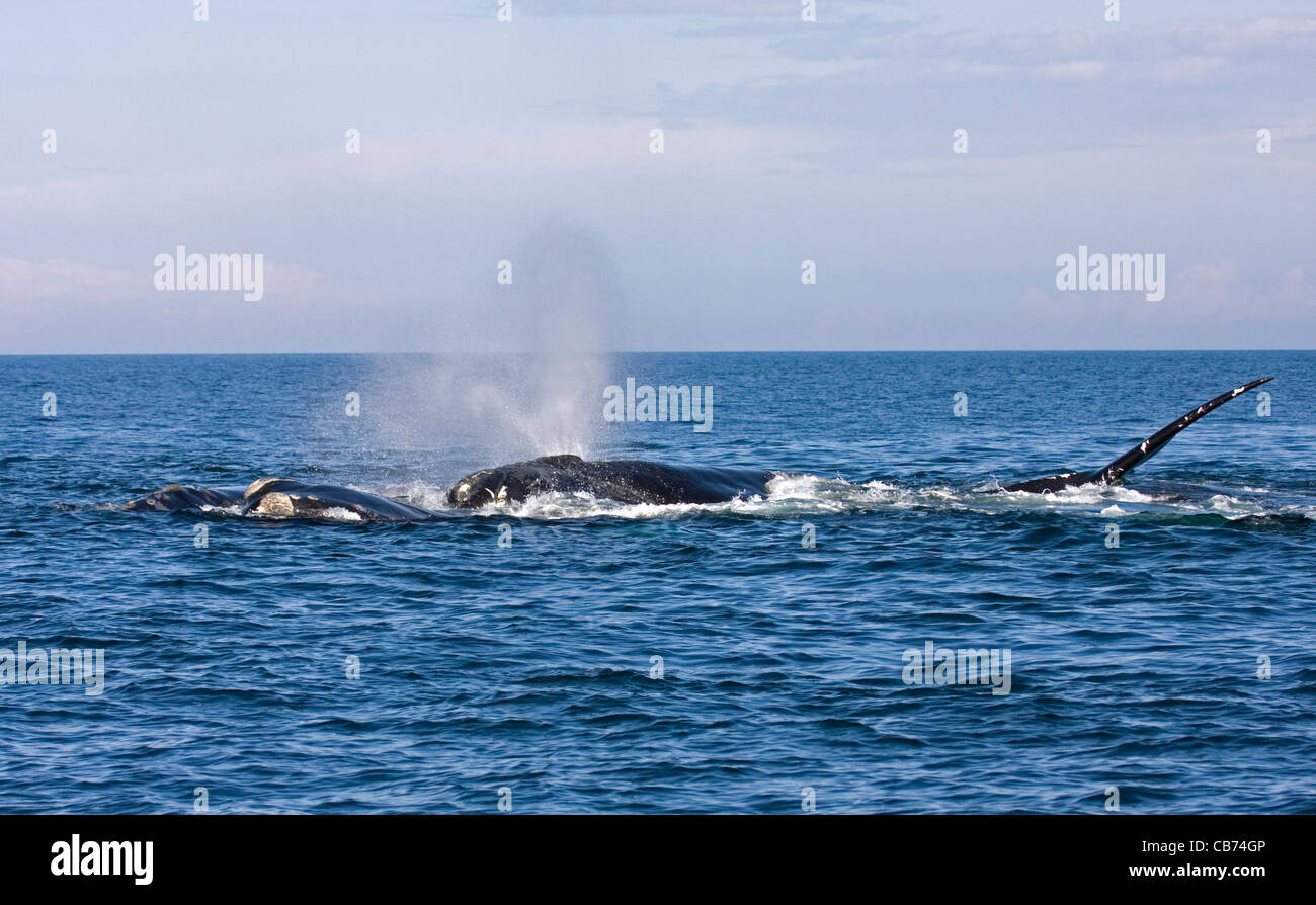 Northern right whale hi-res stock photography and images - Alamy