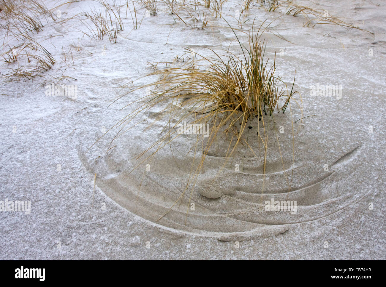 Marram plant hi-res stock photography and images - Alamy