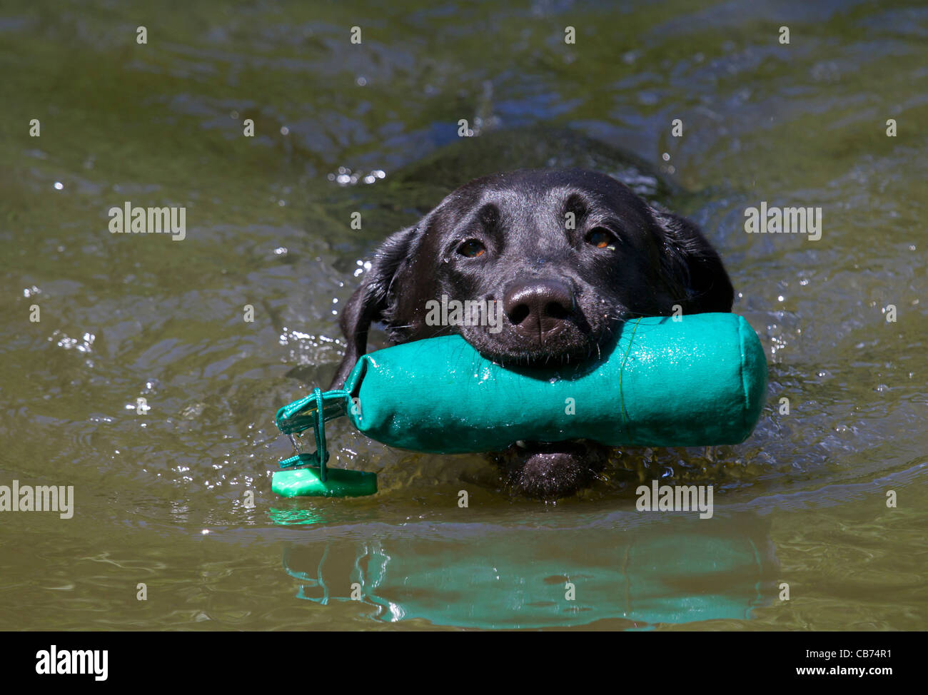 Hunting dog at training with dummy in the water Stock Photo - Alamy