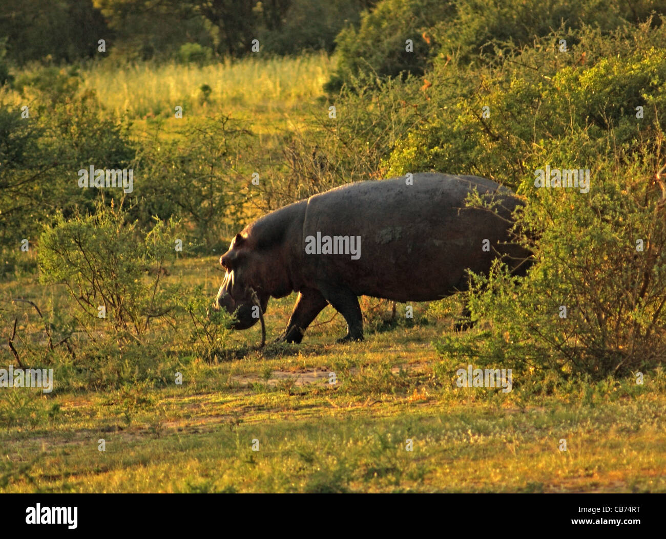 a Hippo walking through shrubby vegetation in Uganda (Africa) at ...