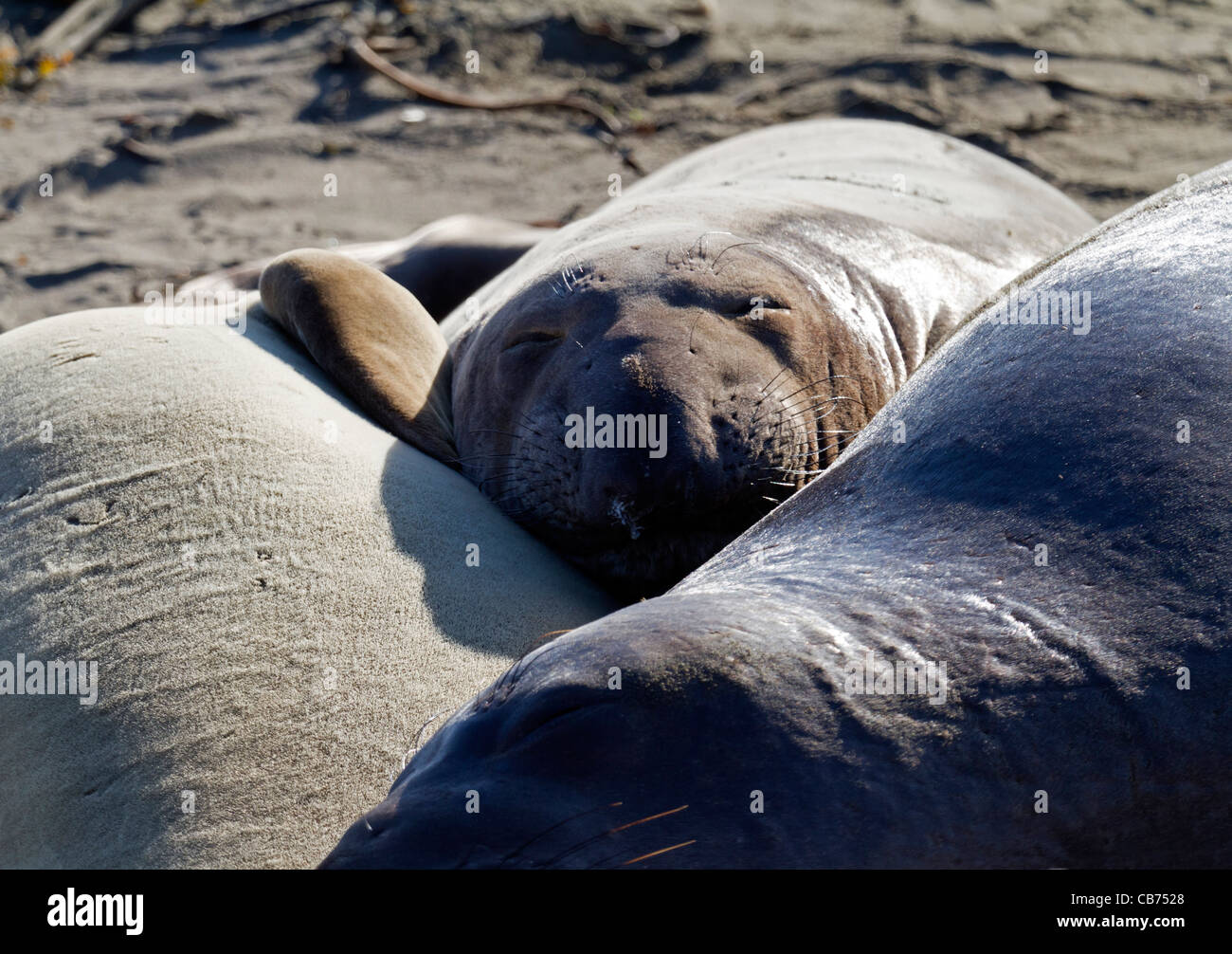 Elephant seal (Mirounga Stock Photo - Alamy