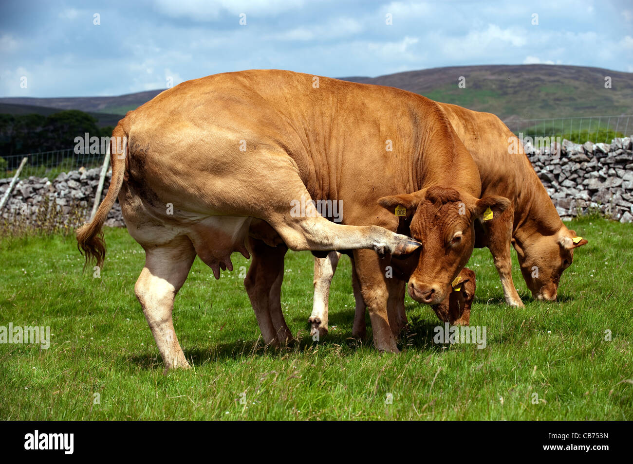 Limousin beef cattle in upland pastures, scratching nose with hind foot ...