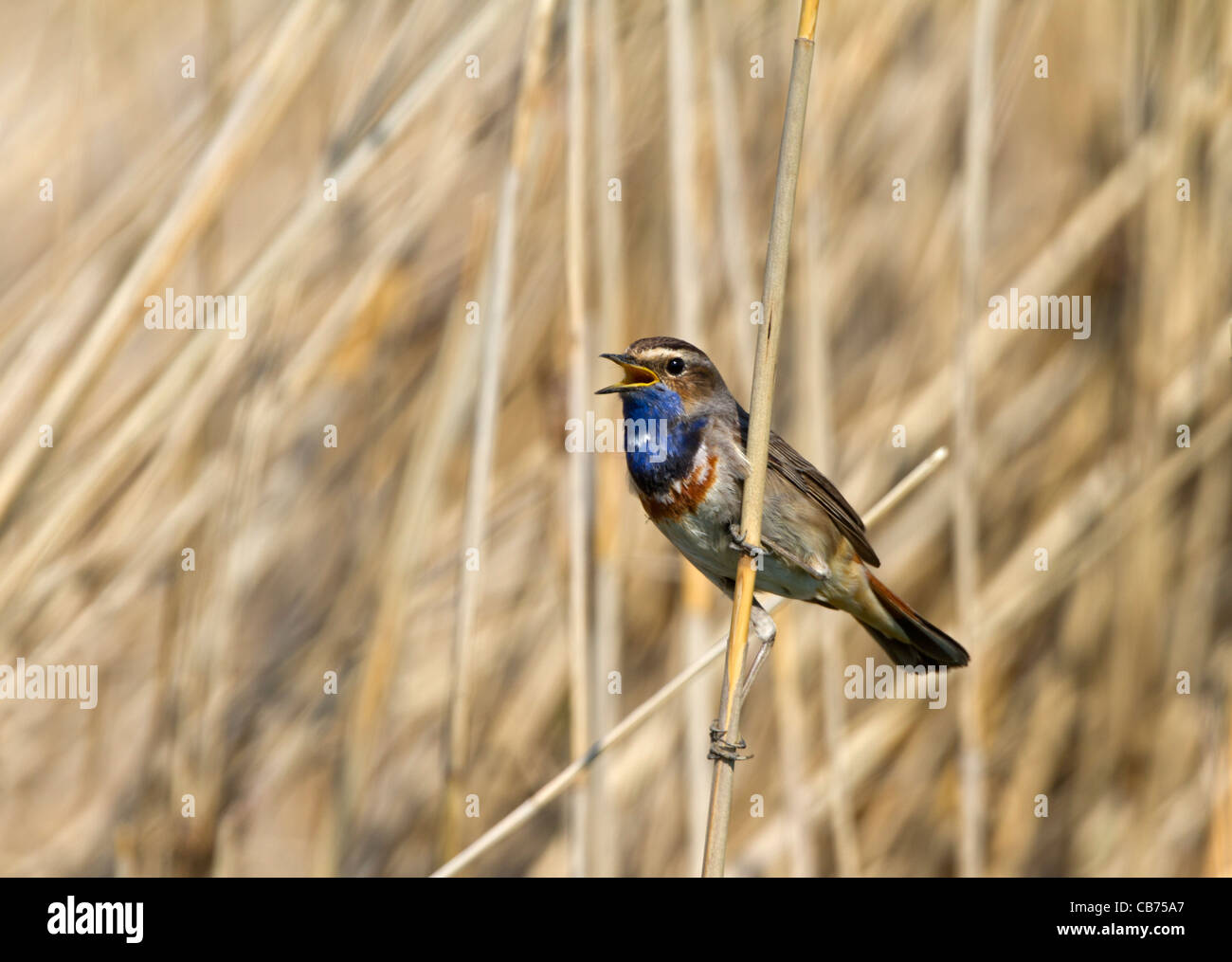 Bluethroat (Luscinia svecica Stock Photo - Alamy