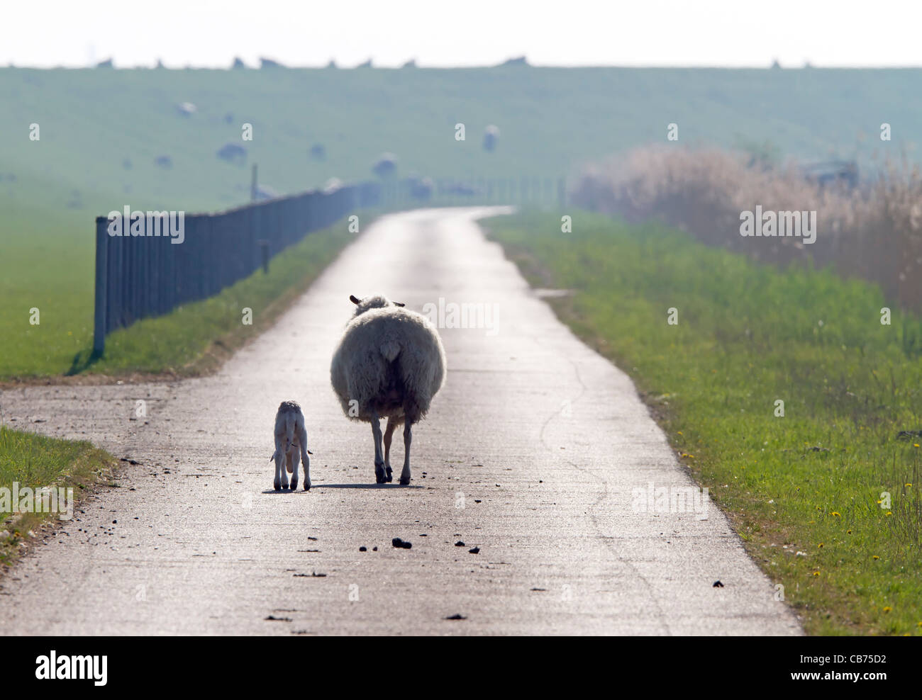 Sheep on a way Stock Photo - Alamy