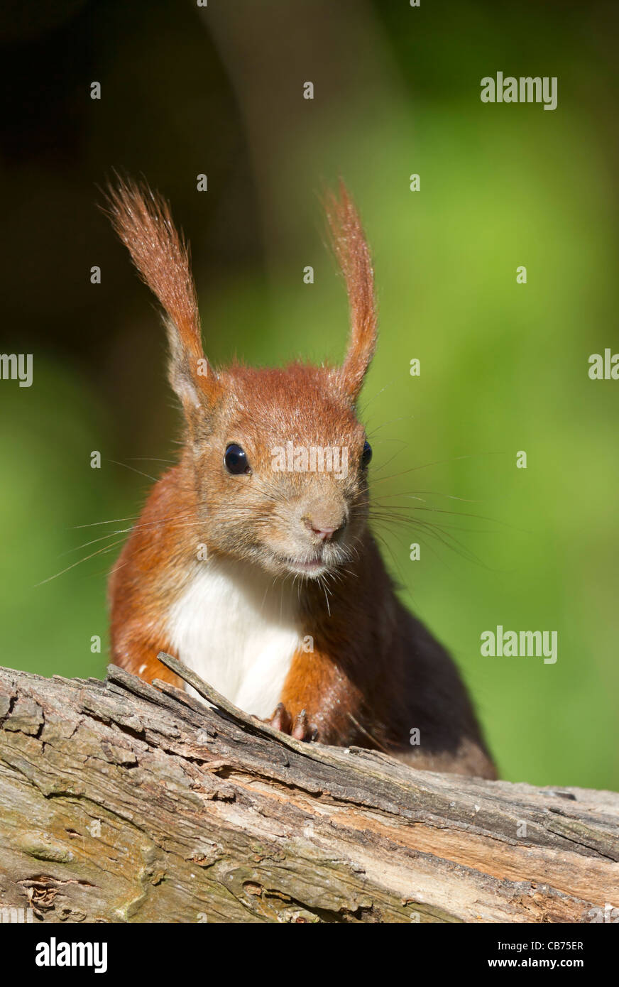 Red squirrel (Sciurus vulgaris Stock Photo - Alamy