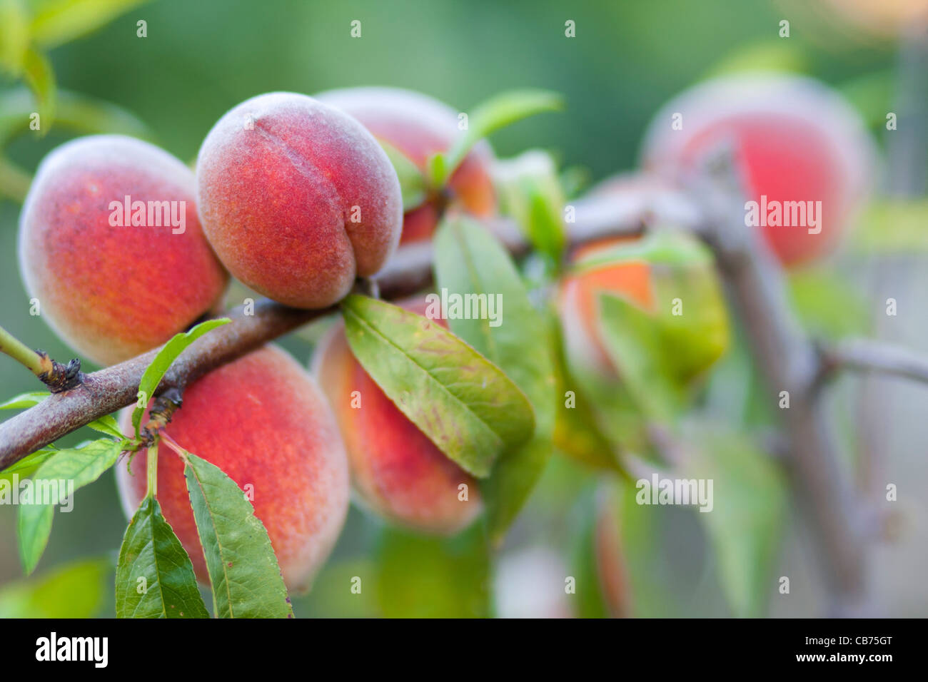 Peach tree italy hi-res stock photography and images - Alamy
