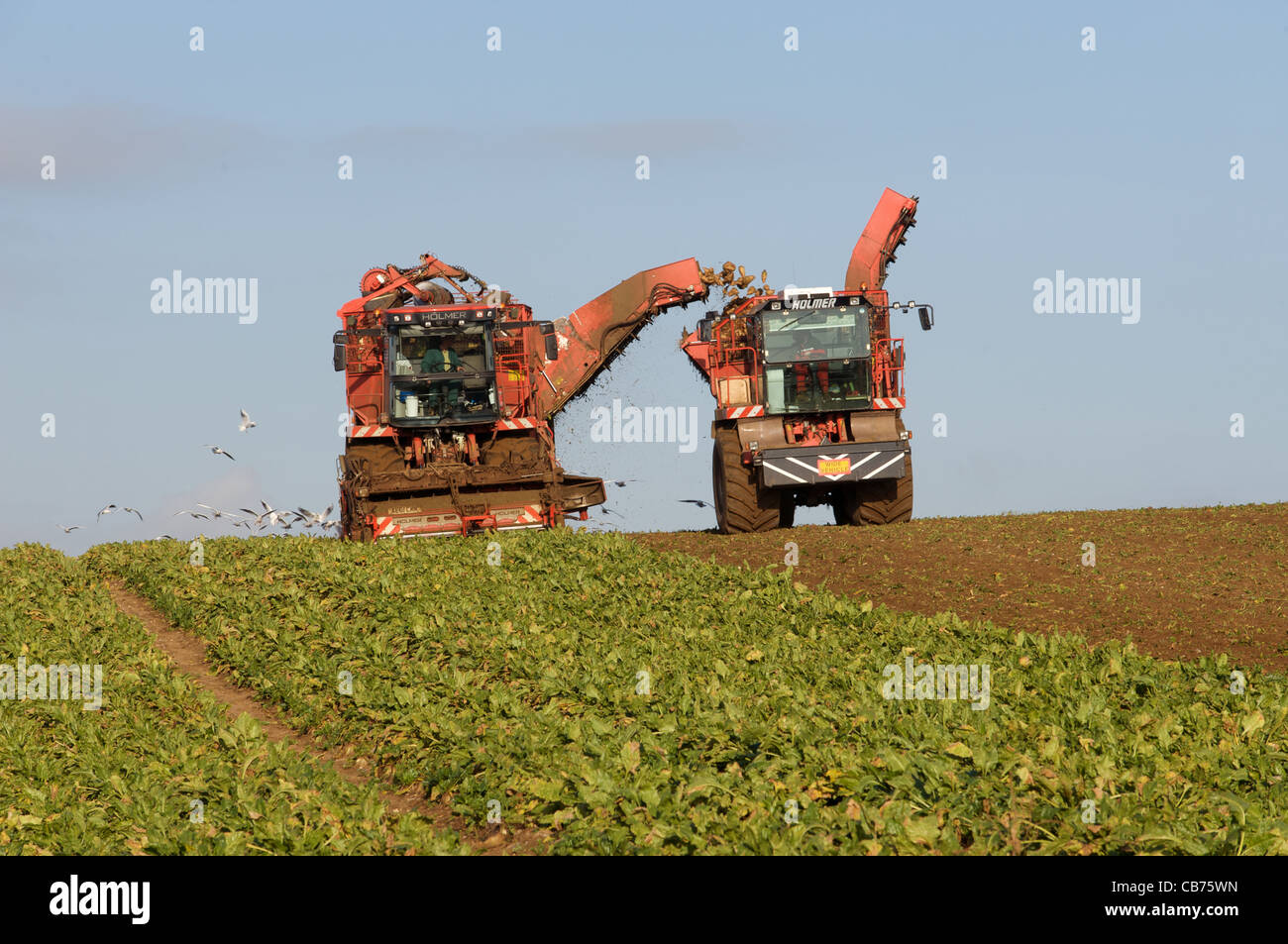 Holmer self-propelled sugar beet harvesters Stock Photo - Alamy