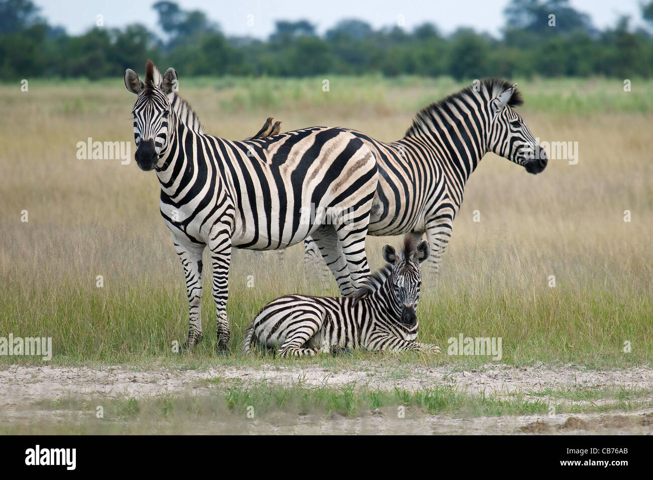 Burchell's Zebra (Equus quagga burchellii) in the Okavango Delta ...