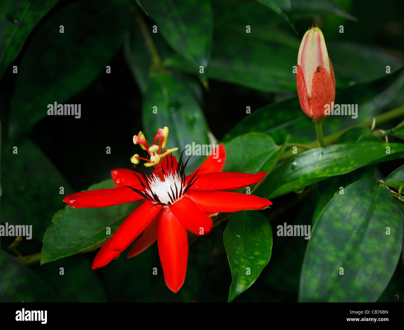 Red Passion Flower - Passiflora miniata Vanderplank Stock Photo - Alamy