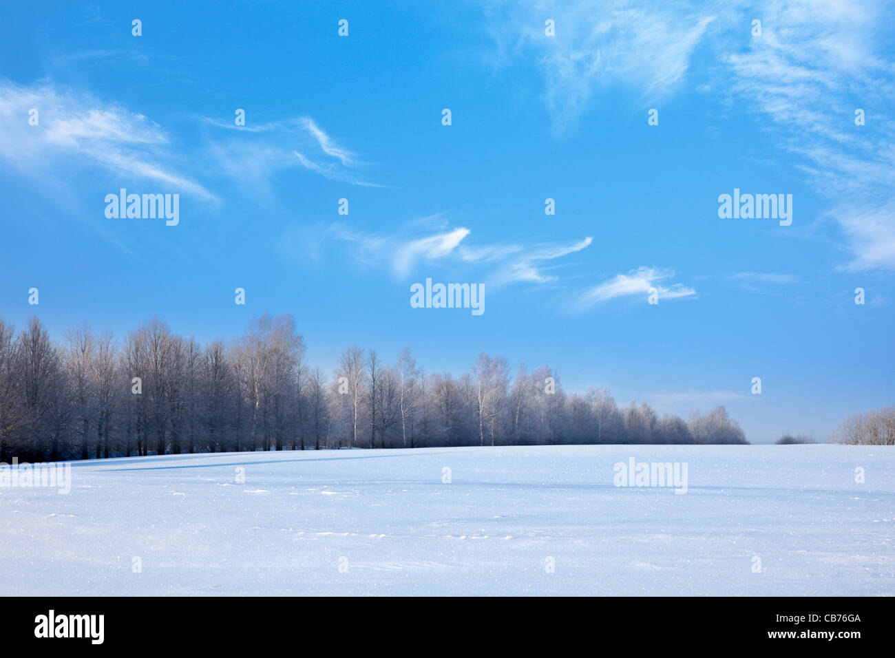 Winter landscape - forest and field covered with snow Stock Photo - Alamy