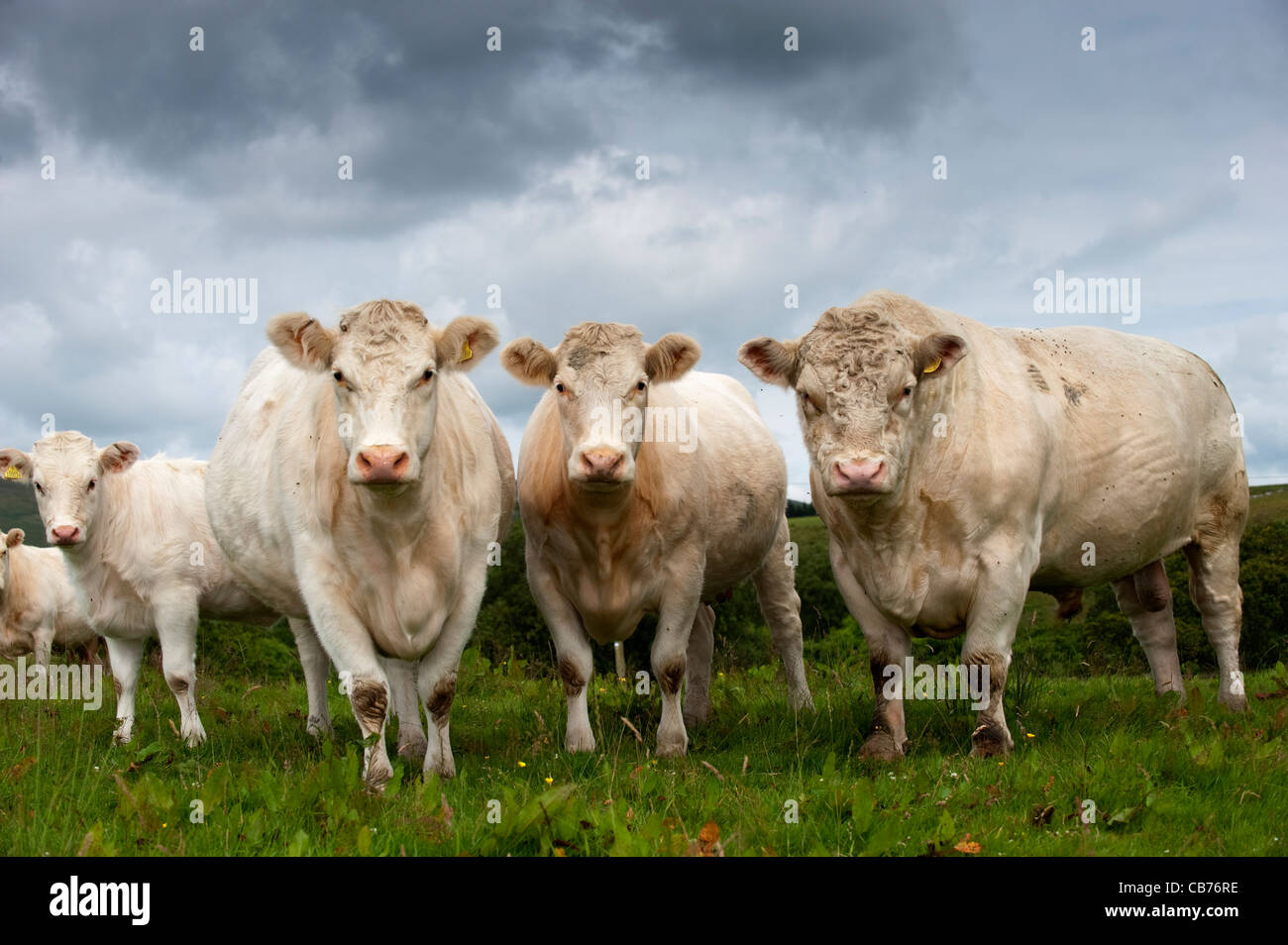 Herd of rare Whitebred Shorthorn native cattle Stock Photo - Alamy