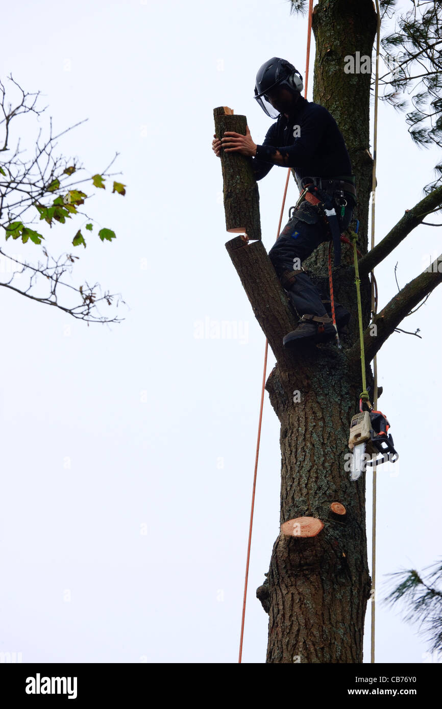 Tree Surgeon at work in a garden Narberth Pembrokeshire Wales Stock ...