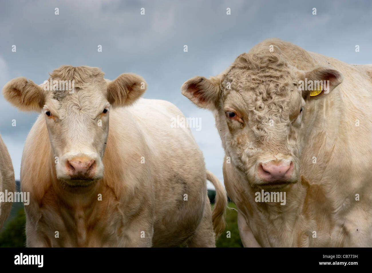 Herd of rare Whitebred Shorthorn native cattle Stock Photo - Alamy