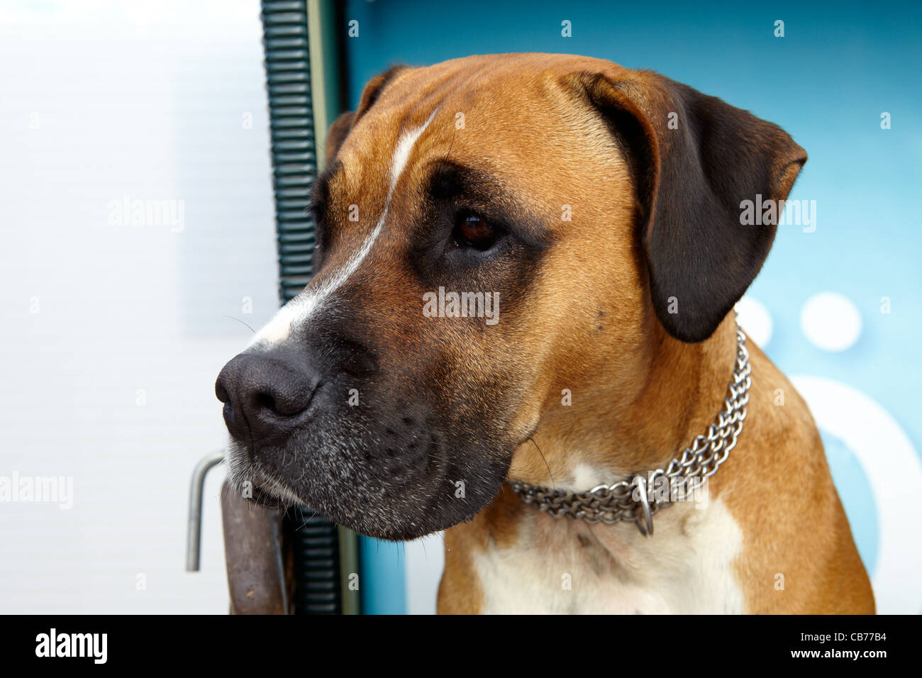Big dog sitting in a wicker beach chair at the Baltic beach Stock Photo ...