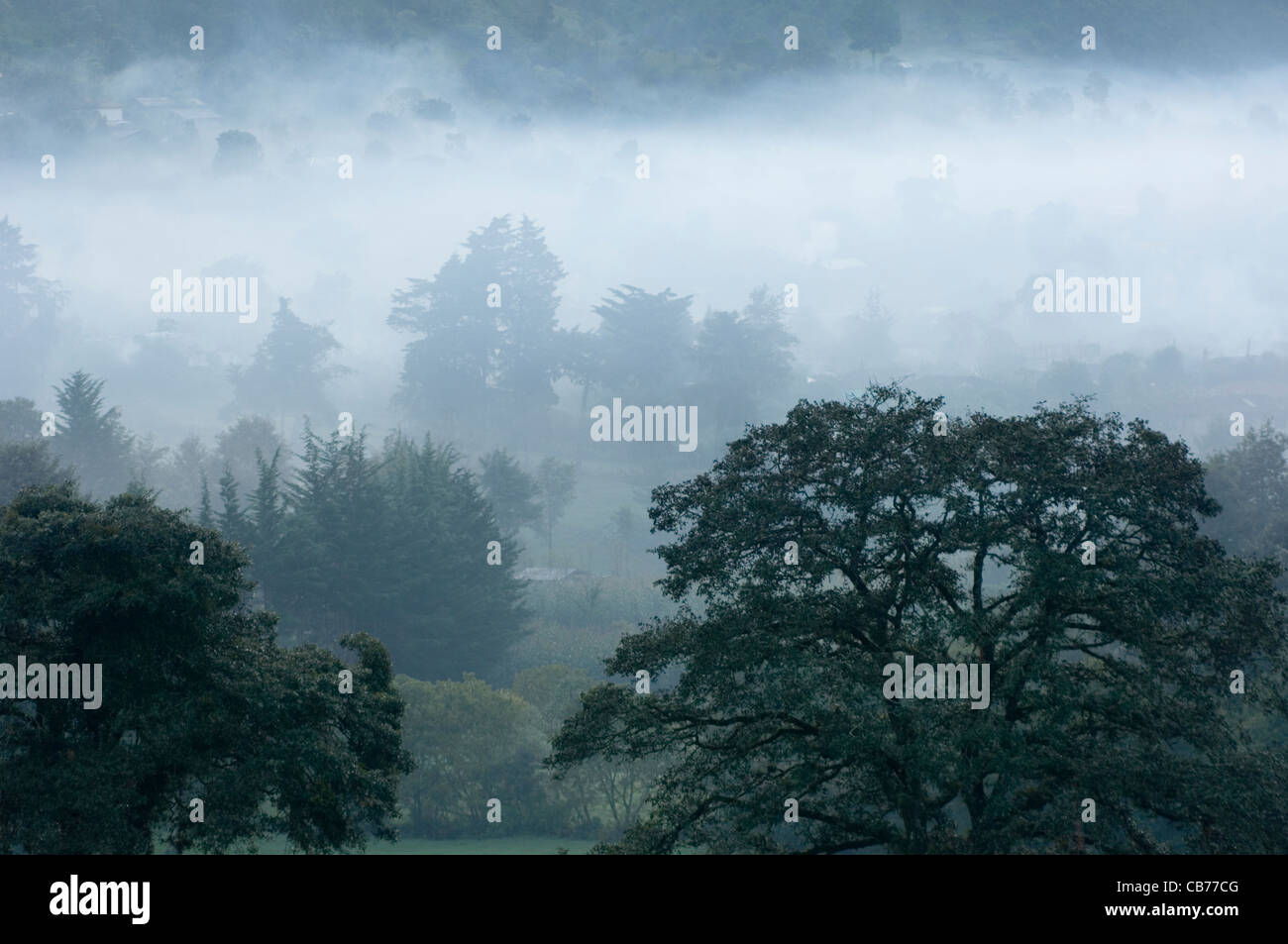 A bank of early morning ground-mist lingers between the trees creating ...